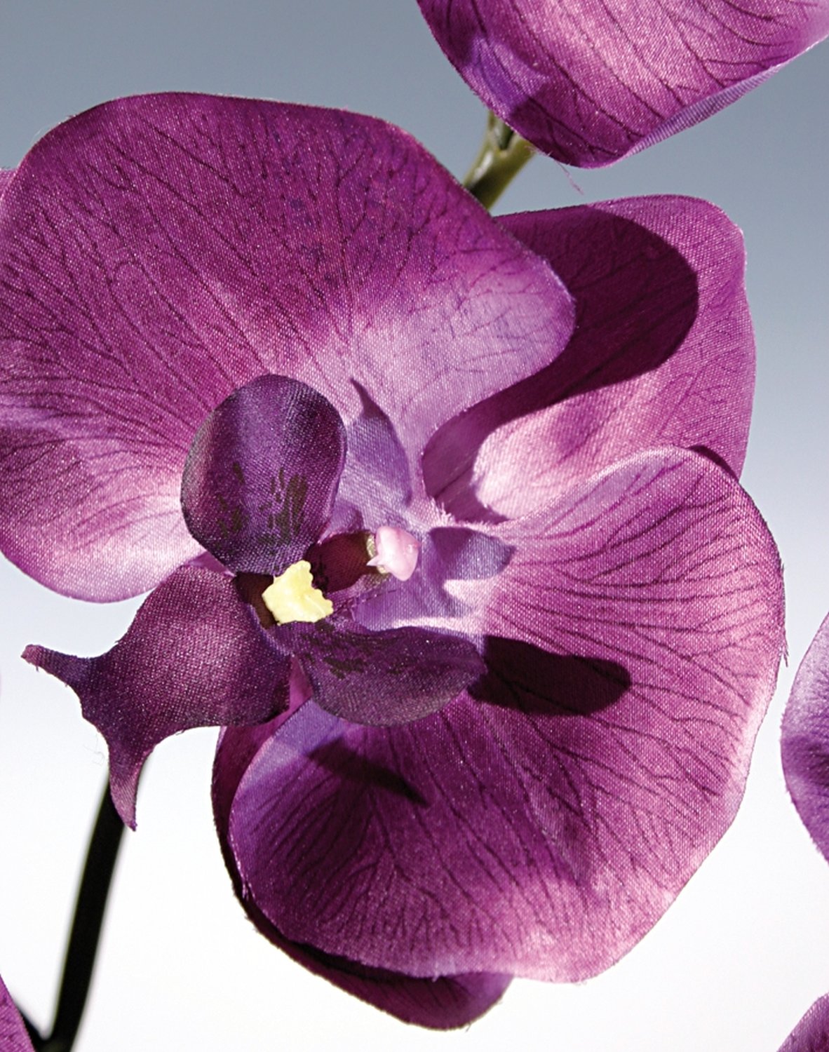 Künstliche Orchidee Phalaenopsis (2 Rispen), 150 cm, dunkelviolett