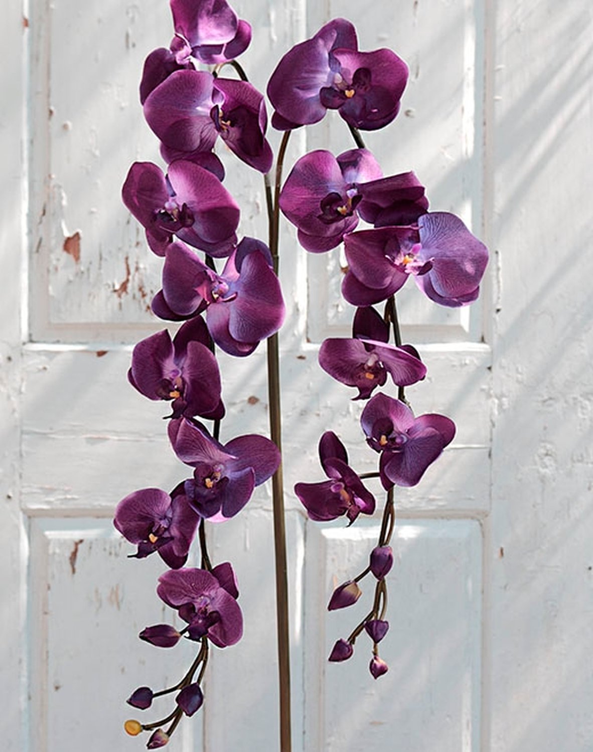 Künstliche Orchidee Phalaenopsis (2 Rispen), 150 cm, dunkelviolett