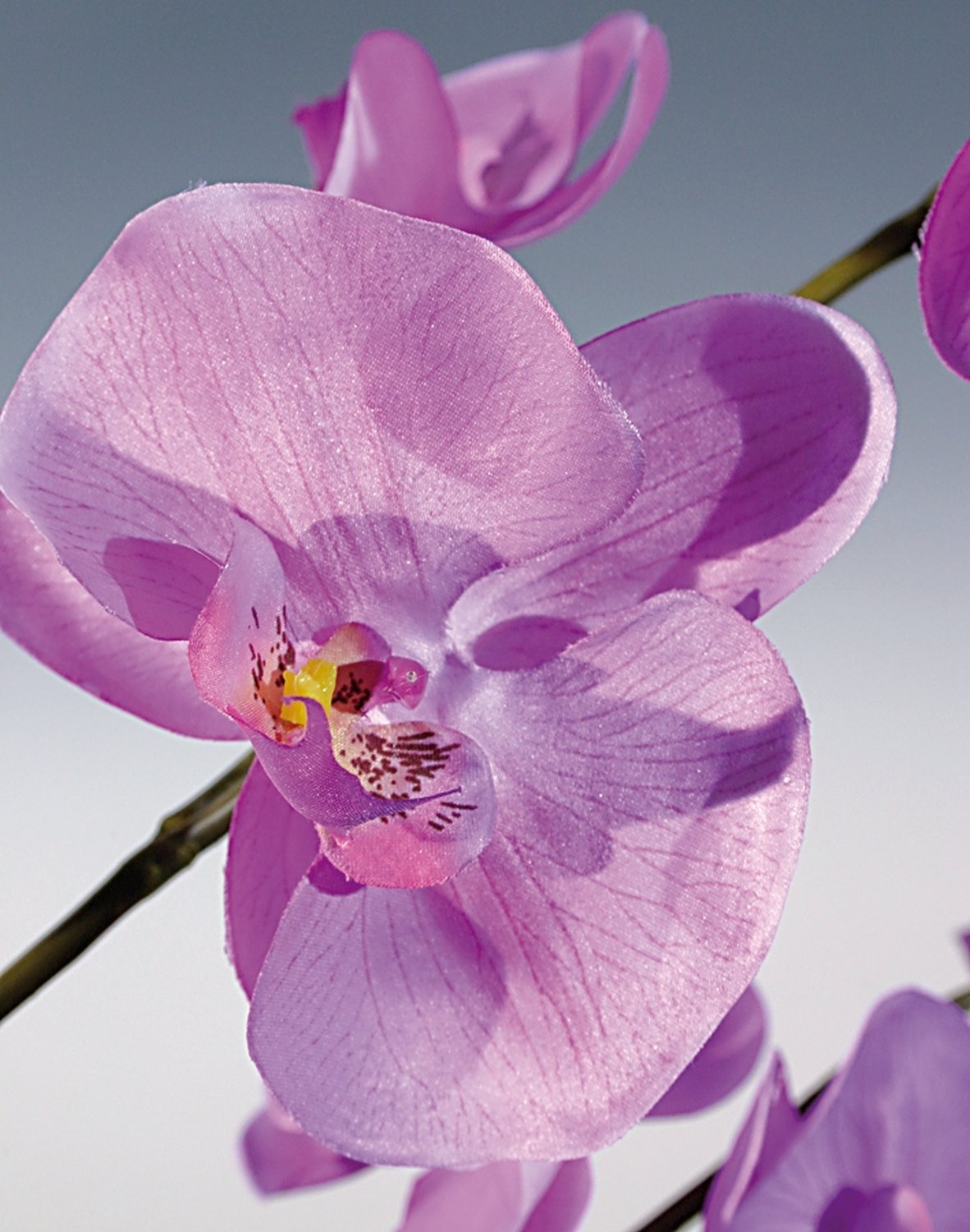 Künstliche Orchidee Phalaenopsis (2 Rispen), 150 cm, orchidee