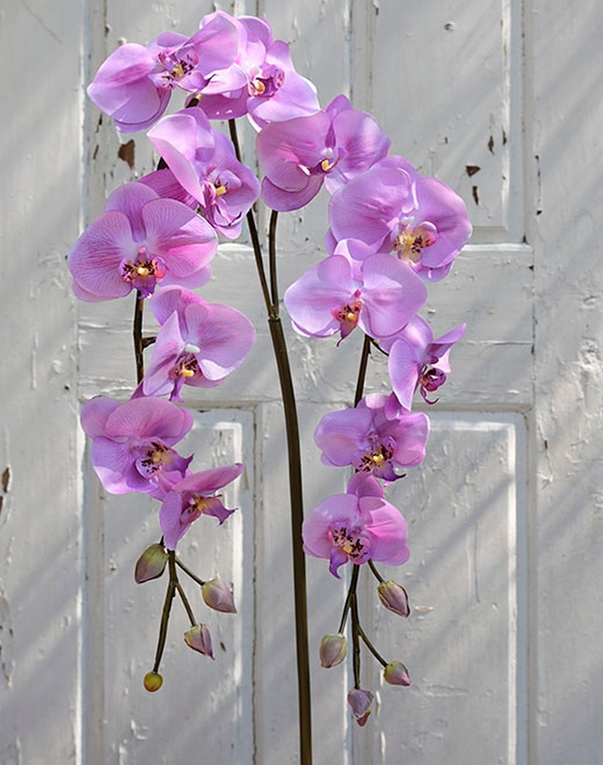 Künstliche Orchidee Phalaenopsis (2 Rispen), 150 cm, orchidee