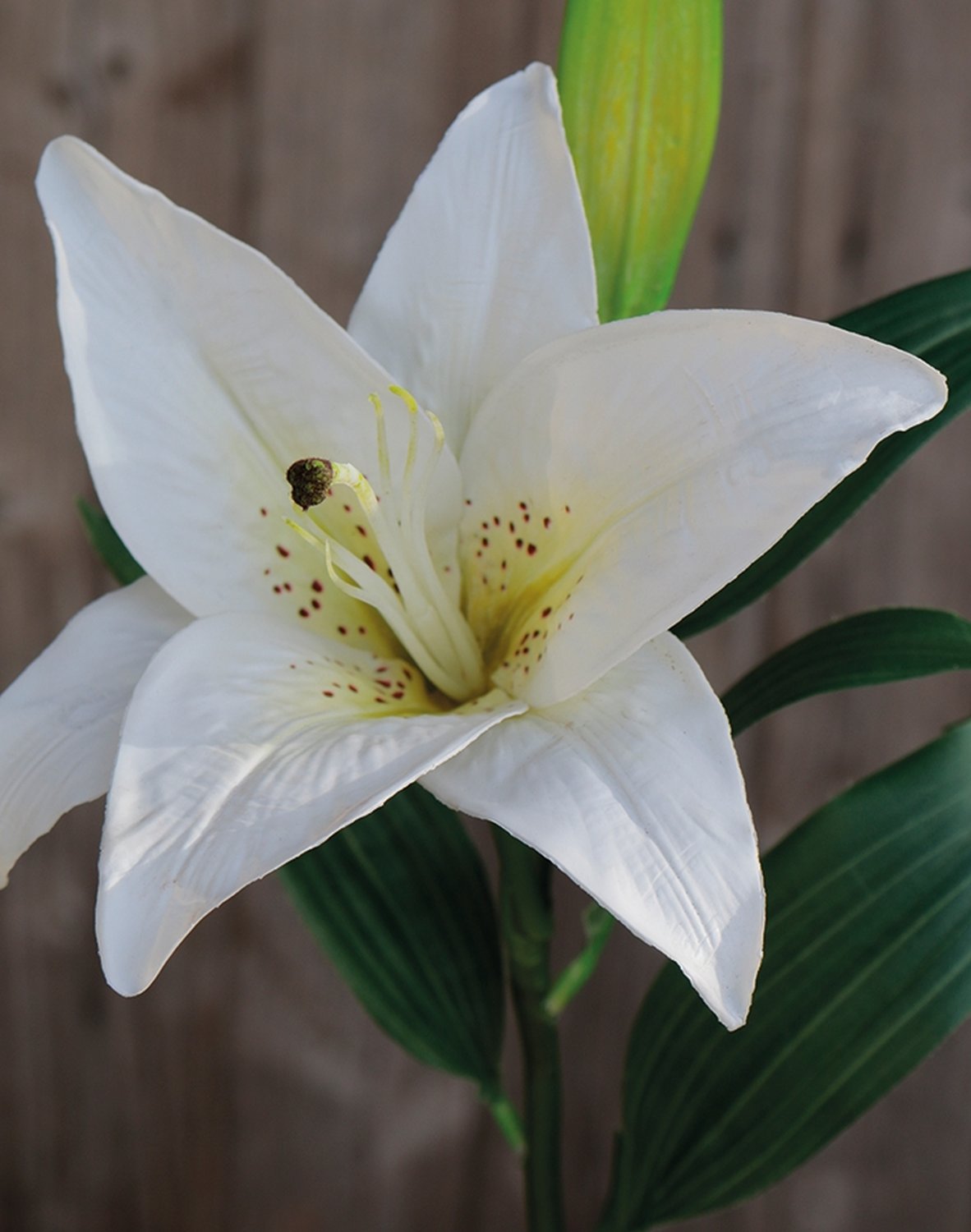 Green Lily Flower | Best Flower Site