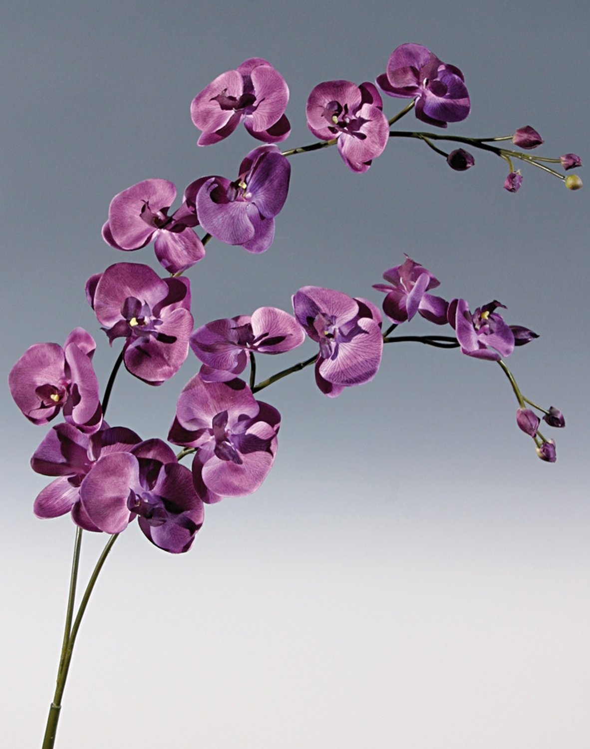 Künstliche Orchidee Phalaenopsis (2 Rispen), 150 cm, dunkelviolett