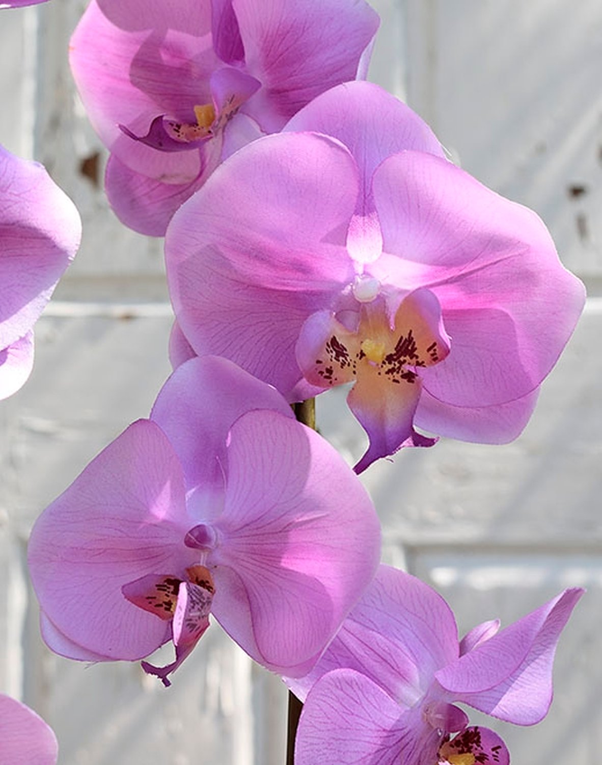 Künstliche Orchidee Phalaenopsis (2 Rispen), 150 cm, orchidee