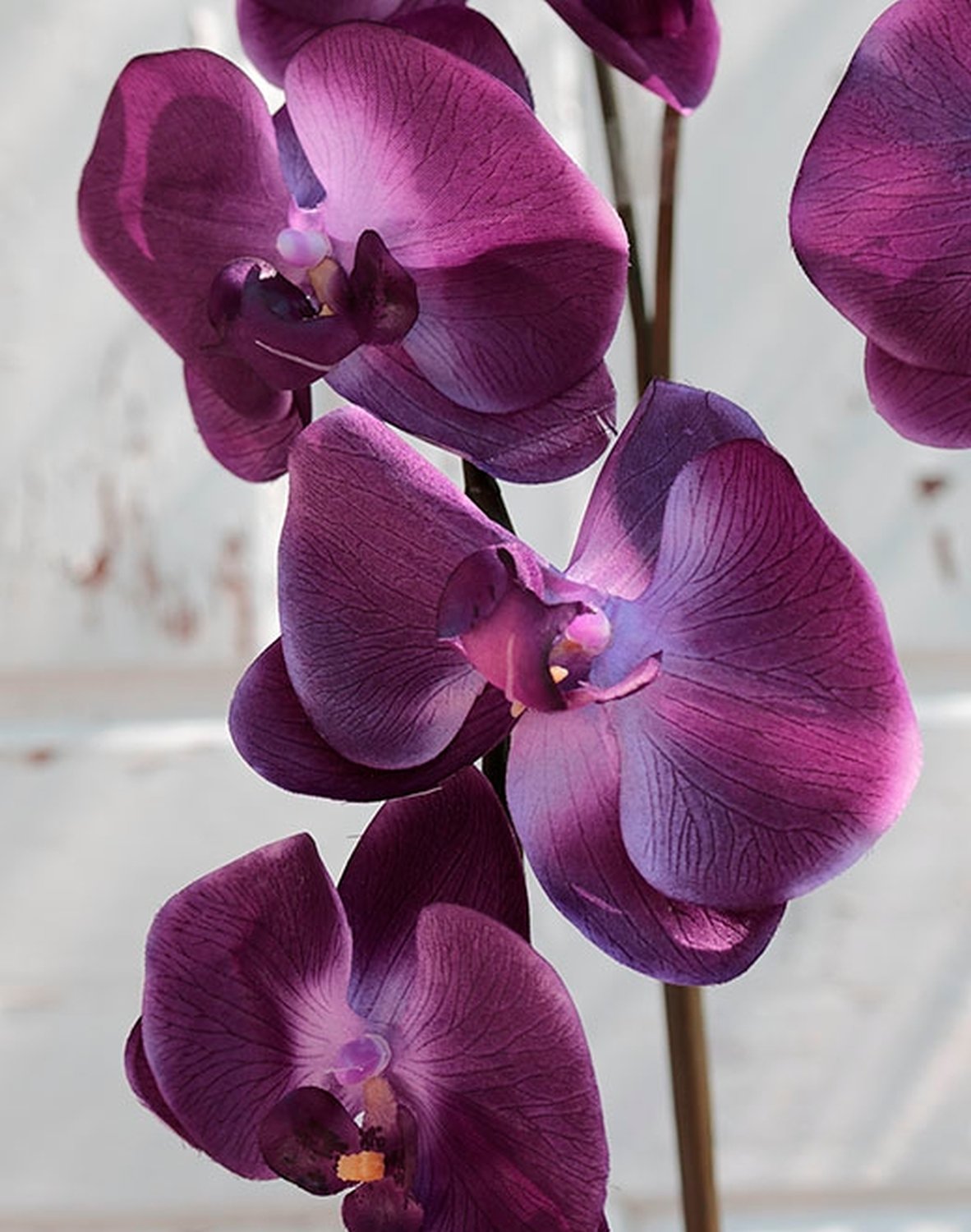 Künstliche Orchidee Phalaenopsis (2 Rispen), 150 cm, dunkelviolett