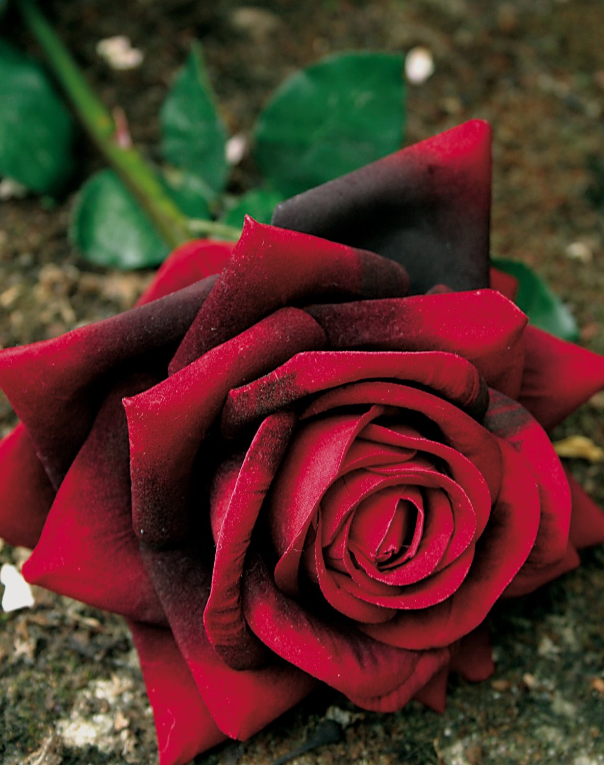 Künstliche Rose, samt, 80 cm, bordeauxrot
